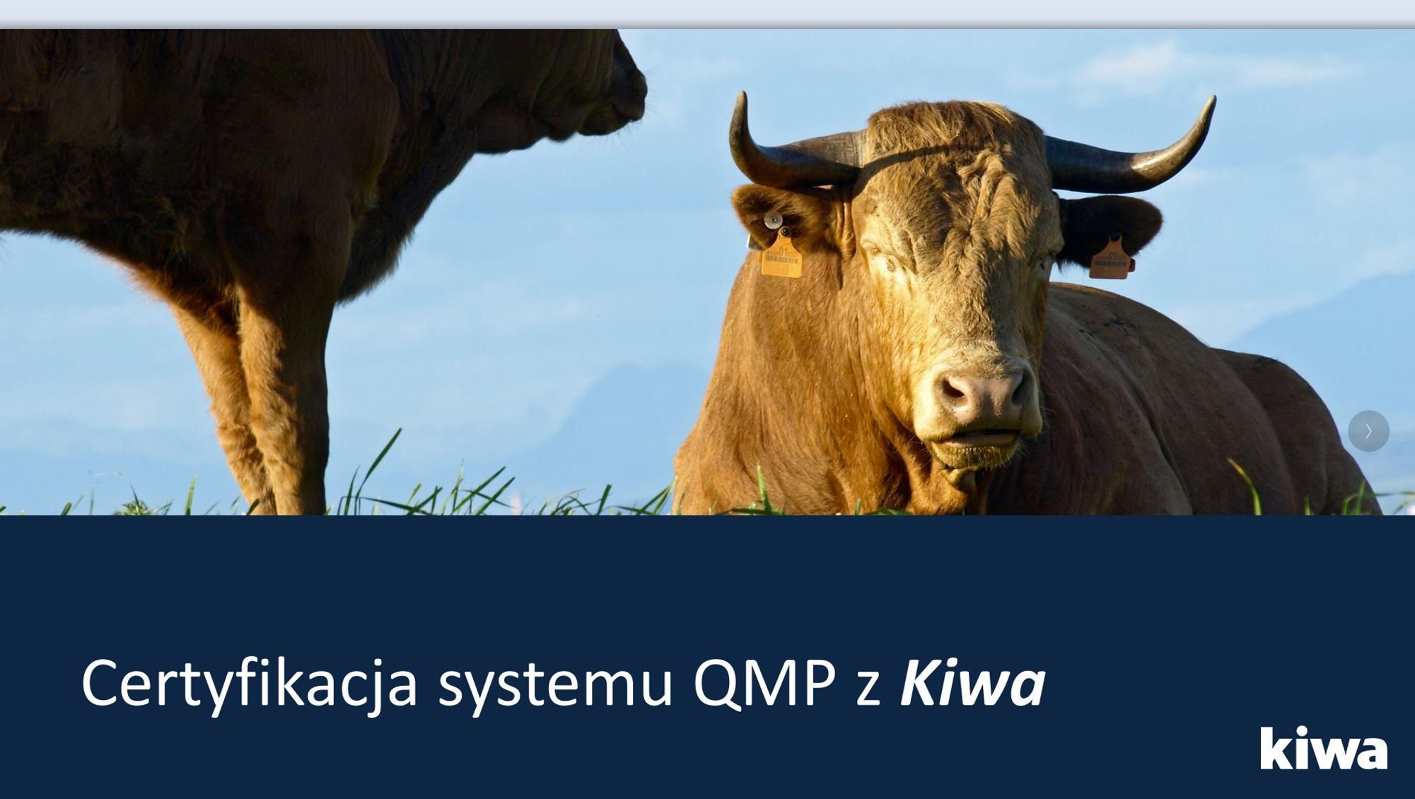 Logo systemu QMP -Certyfikacja żywca i mięsa wołowego