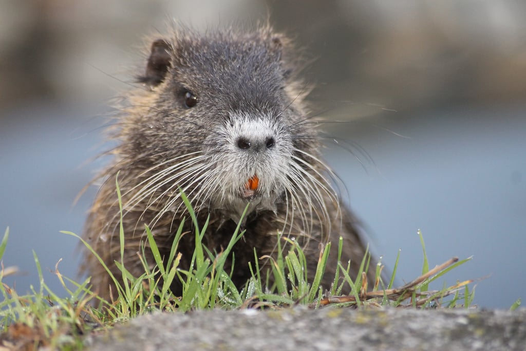 Acht Fakten, die Sie noch nicht über Biber wussten! – Internationaler ...